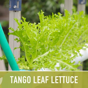 Tango Leaf Lettuce Seeds - Heirloom Seeds, Oakleaf Lettuce, Container ...