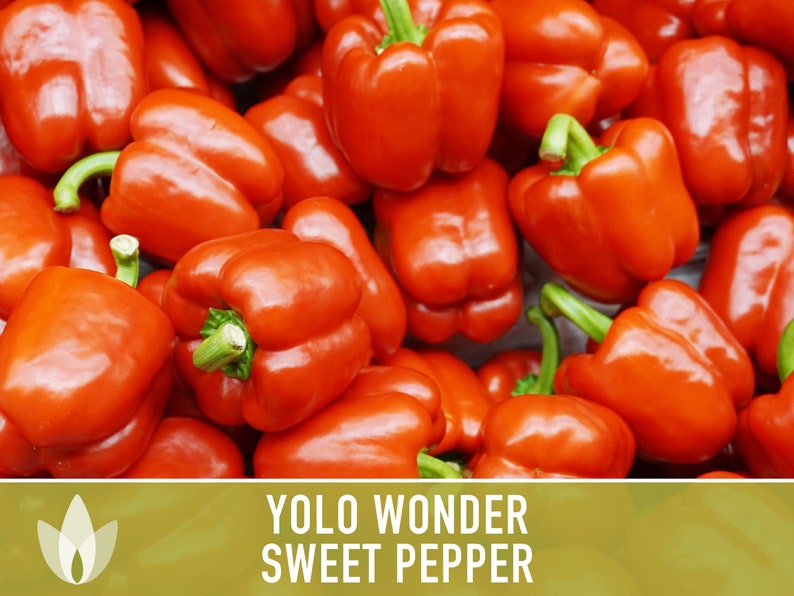 Yolo Wonder Sweet Bell Pepper Heirloom Seeds Stuffed Pepper - Etsy