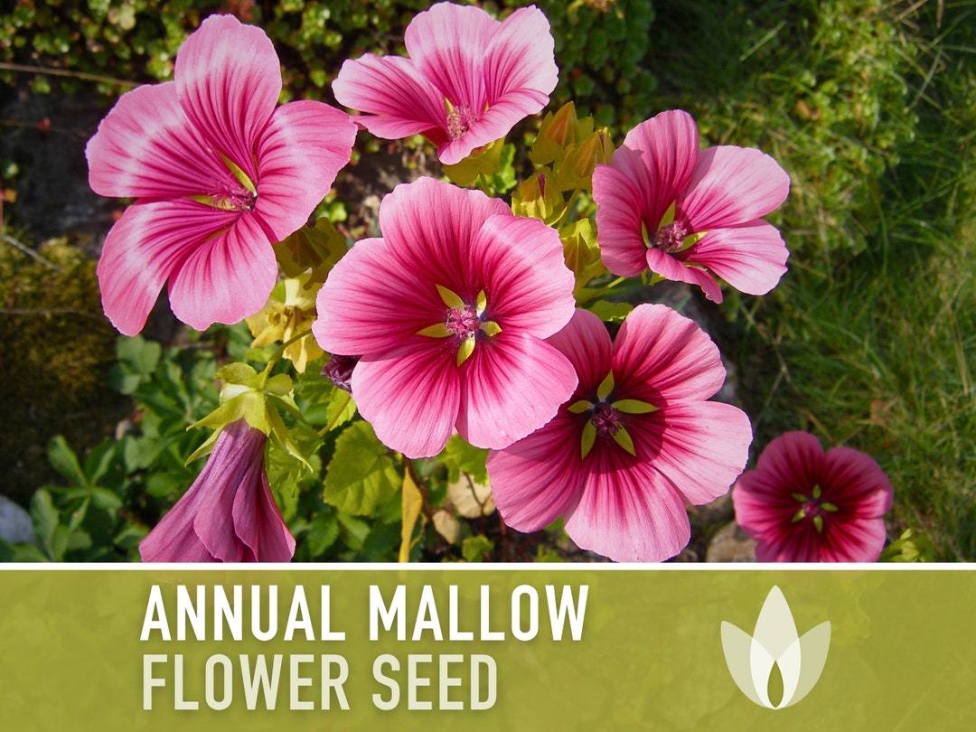Annual Mallow, Mix - 25 Seeds - Heirloom Flower Seeds, Pink, White ...
