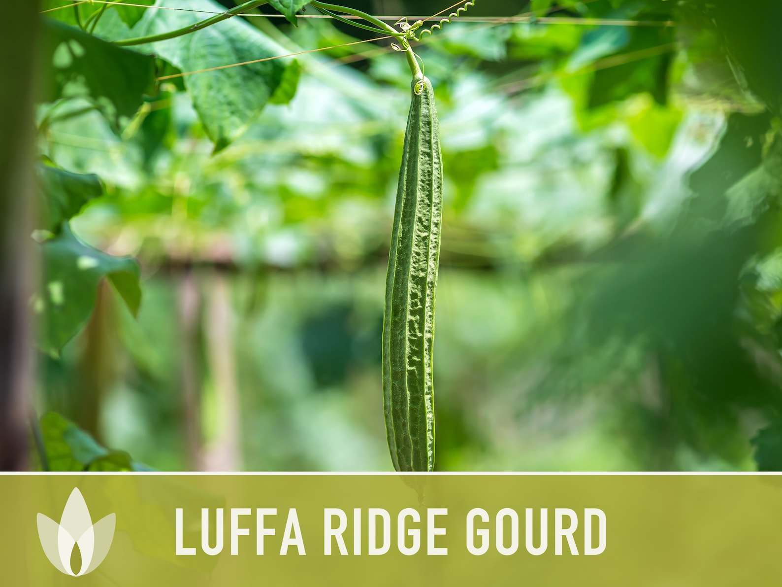 Luffa Ridge Gourd Seeds chinese Okra Heirloom Seeds - Etsy