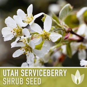 Utah Serviceberry - 10 Seeds - Heirloom Shrub Seeds, Purple Berries ...
