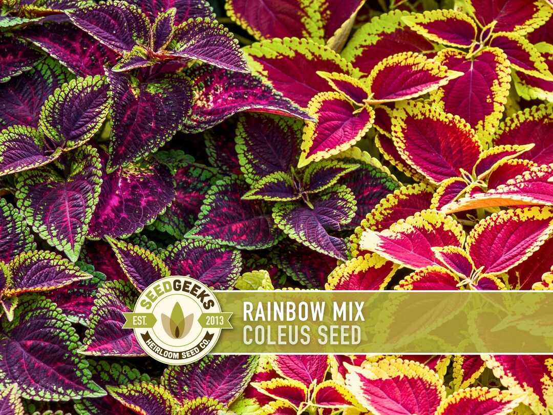 Rainbow Coleus Flower Seed | 100+ Seeds, Shade Garden, Indoor ...