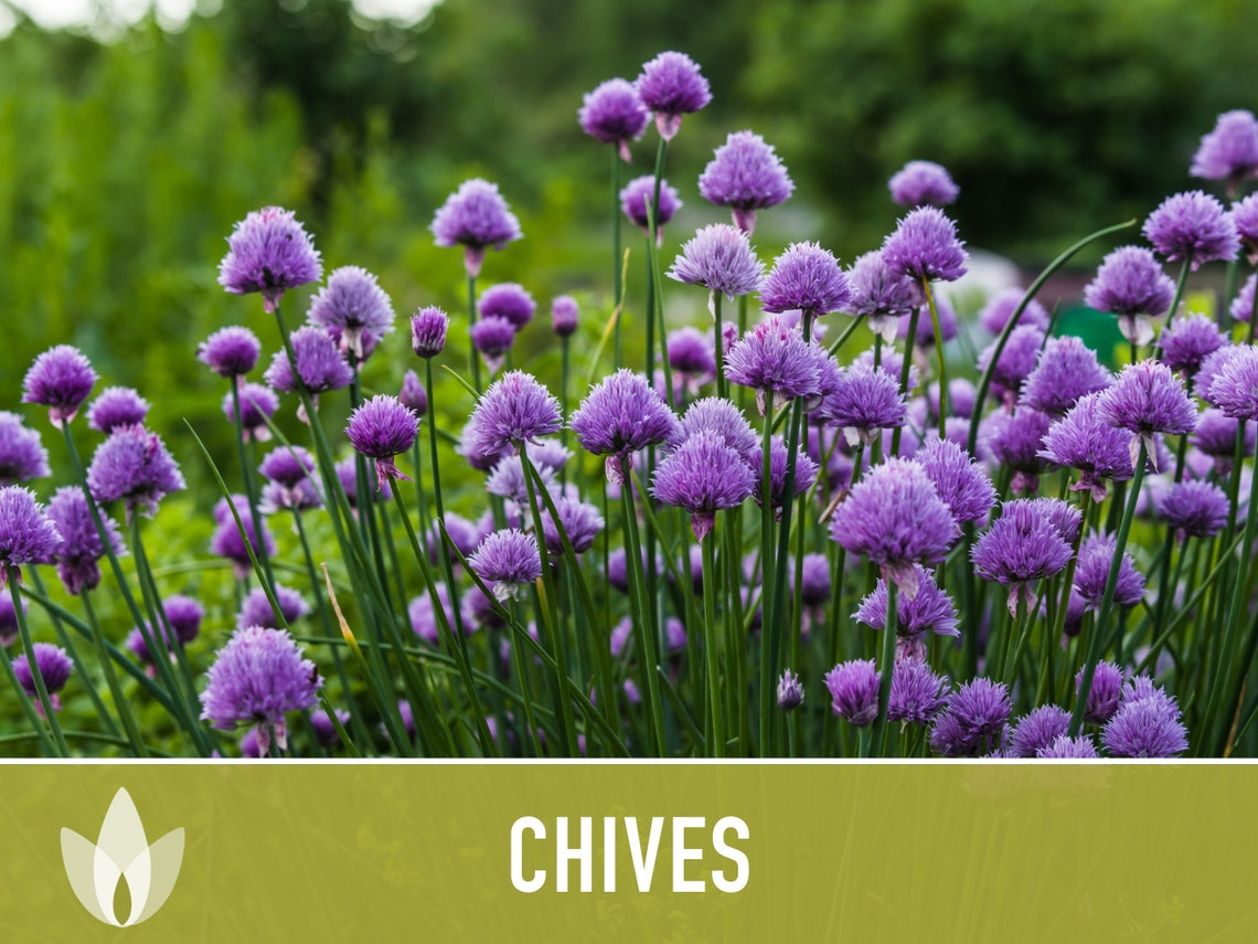 Chives Heirloom Herb Seeds - Etsy