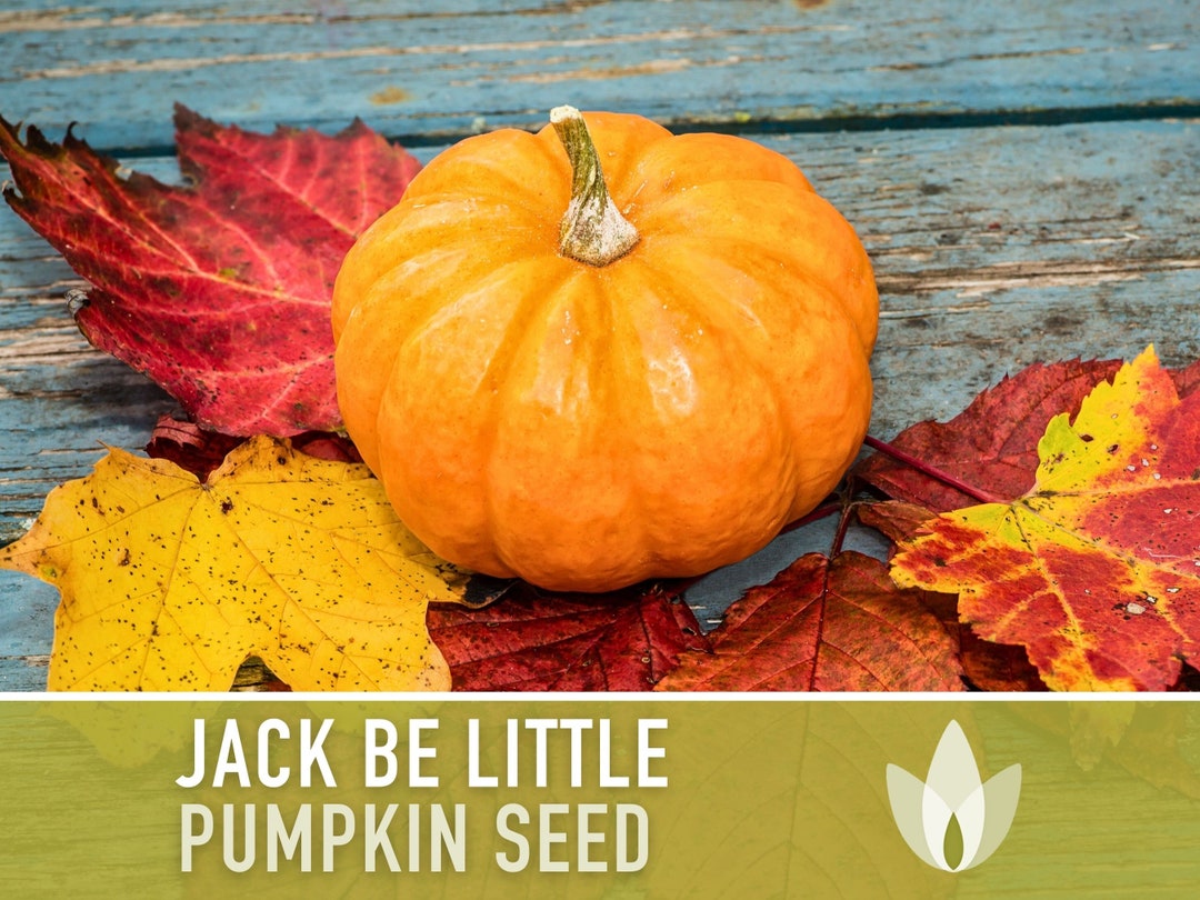 Jack Be Little Pumpkin Heirloom Seeds - Etsy