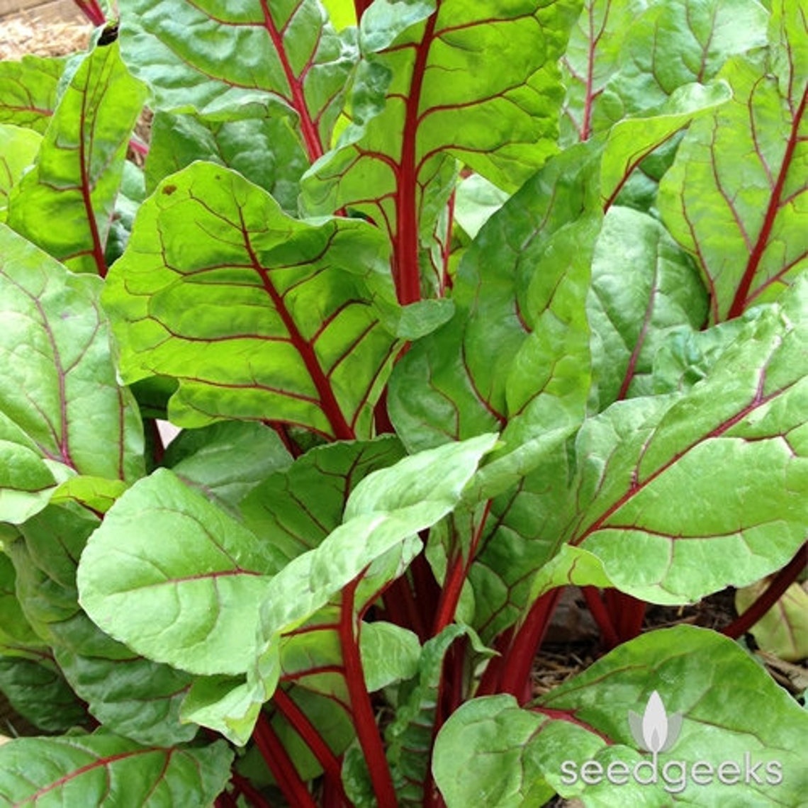 Ruby Red Swiss Chard Heirloom Seeds | Etsy