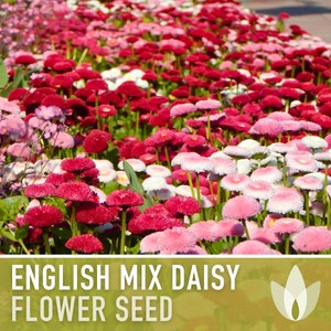 English Daisy Mix Flower Seeds - Heirloom, Cut Flowers, Early Blooms ...