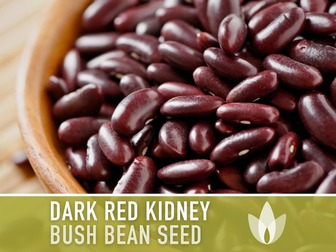 Dark Red Kidney Bean Seeds - Heirloom Seeds, Bush Bean, High Yield ...