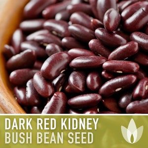 Dark Red Kidney Bean Seeds - Heirloom Seeds, Bush Bean, High Yield ...