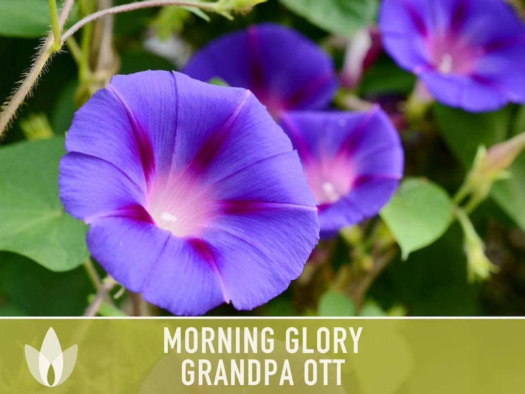 Morning Glory, Grandpa Ott Flower Seeds Heirloom Seeds, Vining, Annual ...