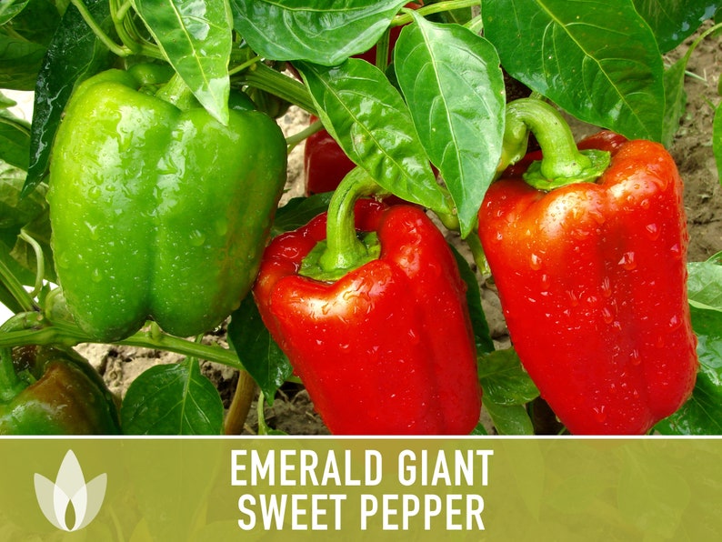 Emerald Giant Sweet Pepper Heirloom Seeds - Etsy