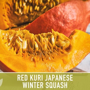 Red Kuri Japanese Winter Squash Heirloom Seeds - Etsy