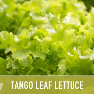 Tango Leaf Lettuce Seeds - Heirloom Seeds, Oakleaf Lettuce, Container ...
