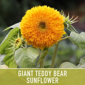 Giant Teddy Bear Sunflower Seeds - Heirloom Seeds, Sunflower Seed Packets, Flower Seeds, Cottage ...