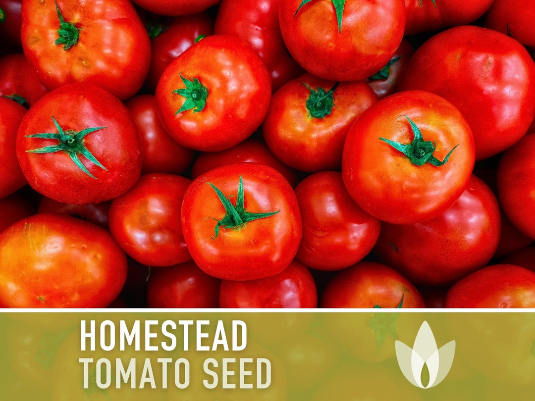 Homestead Improved Tomato Seeds – Heirloom, Heat Tolerant, Canning ...