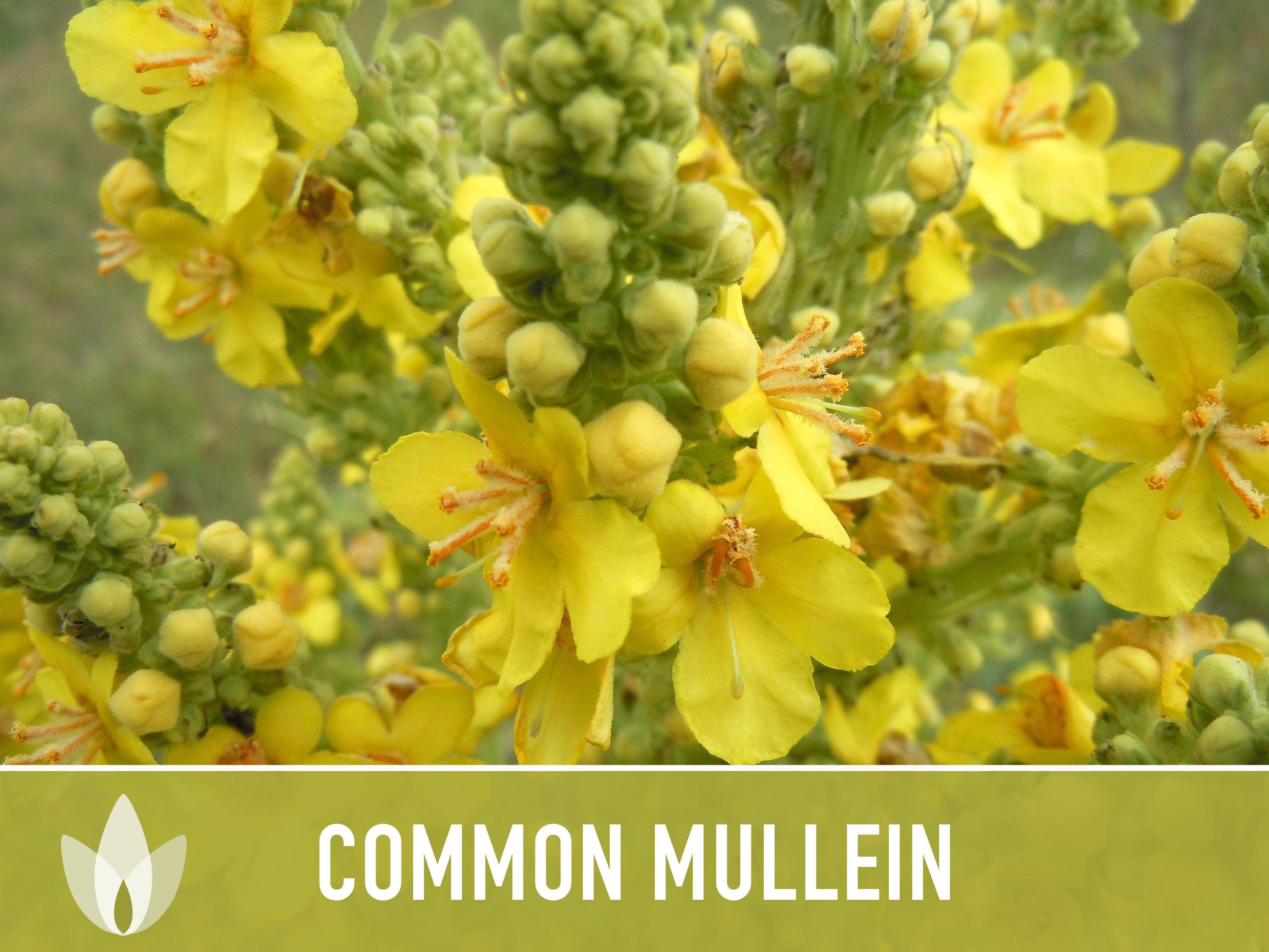 Mullein Seeds, Heirloom Medicinal Herb, Verbascum Thapsus - Etsy