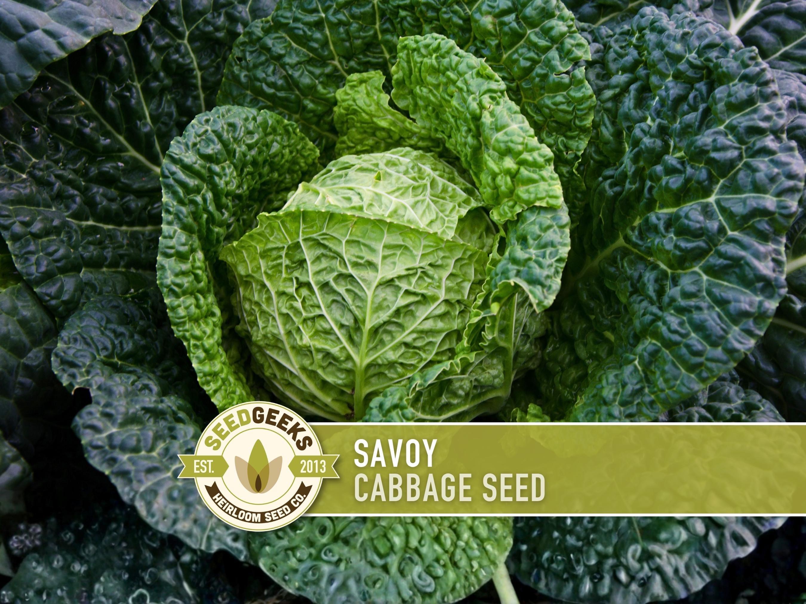 Savoy Cabbage Heirloom Seeds - Etsy