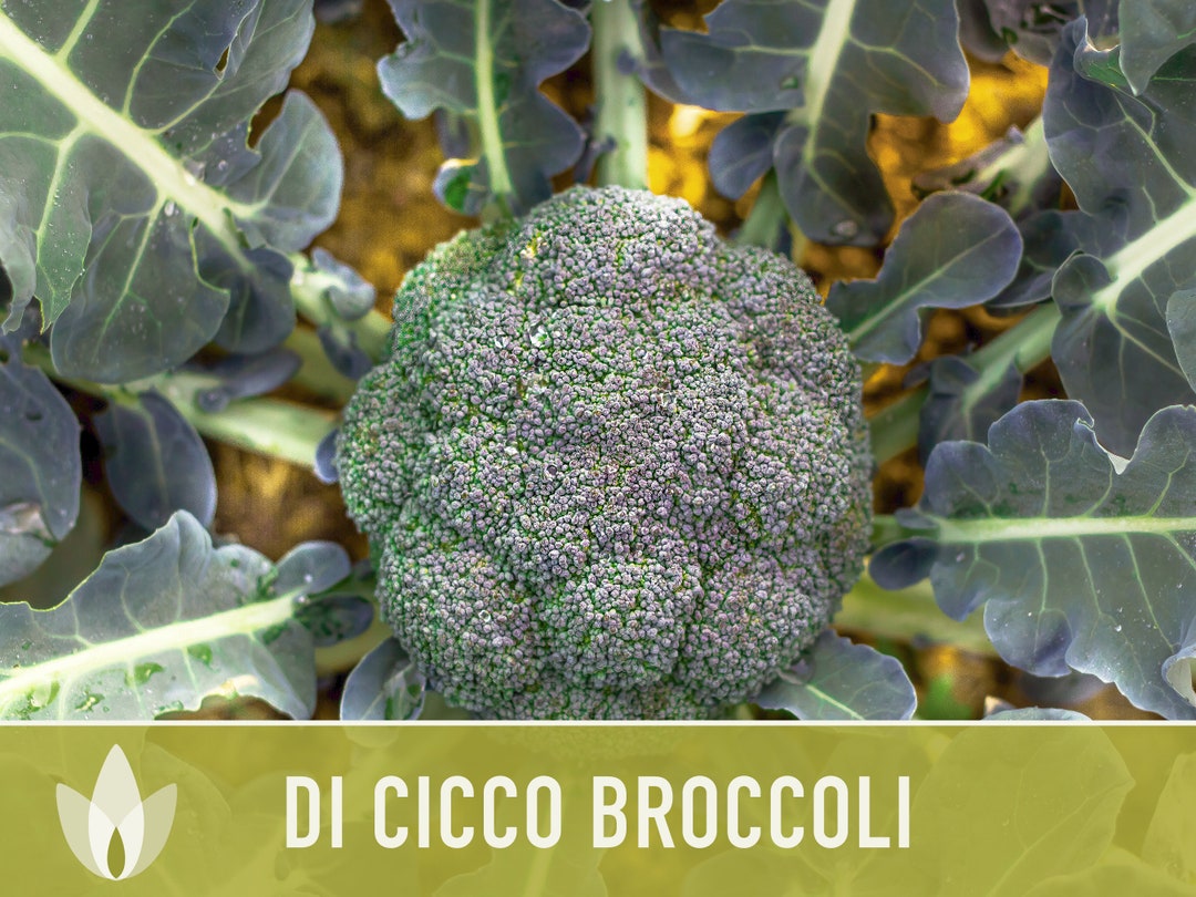 Di Cicco Broccoli Seeds Heirloom Organic Non-gmo - Etsy