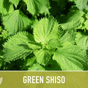 Green Shiso Herb Seeds - Heirloom Seeds, Asian Seeds, Culinary Herb ...