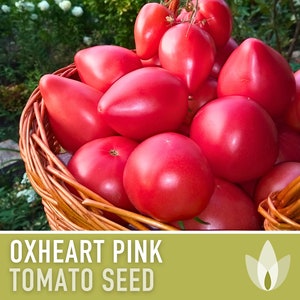 Oxheart Pink Tomato Seeds - Heirloom, Indeterminate, Heart-shaped ...
