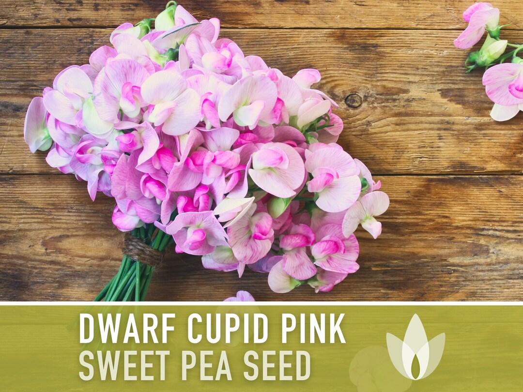 Cupid Pink Dwarf Sweet Pea Seeds, Heirloom Fragrant Flower - Etsy