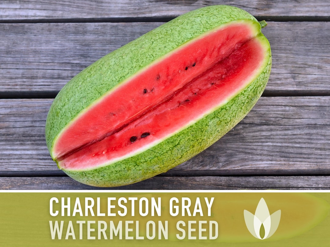 Charleston Gray Watermelon Seeds - Heirloom Seeds, Red Flesh, 20-40lb ...