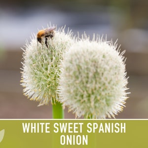 White Sweet Spanish Onion Heirloom Seeds - Root Vegetables, Fall Garden ...