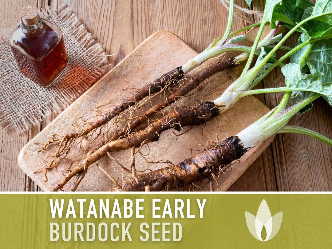 Watanabe Early Burdock Seeds – Heirloom Non-gmo, Culinary Herb - Etsy