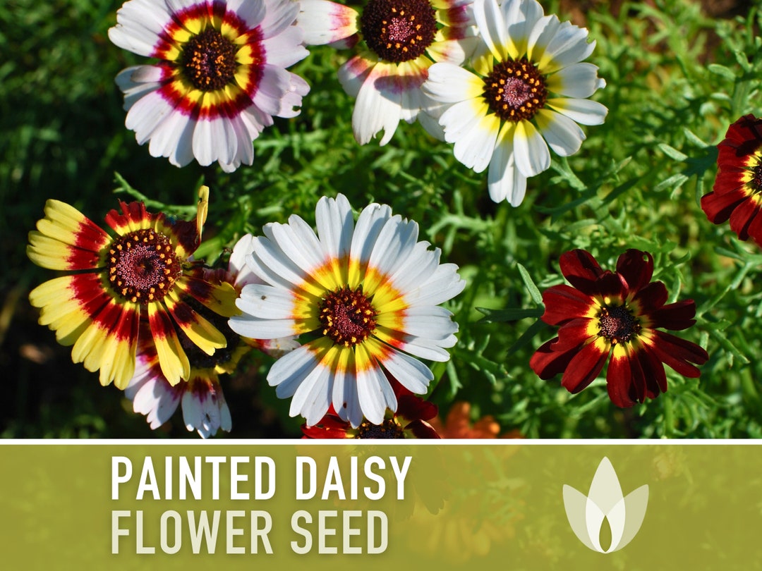 Painted Daisy Flower Seeds - Heirloom, Annual, Cut Flowers, Dried ...
