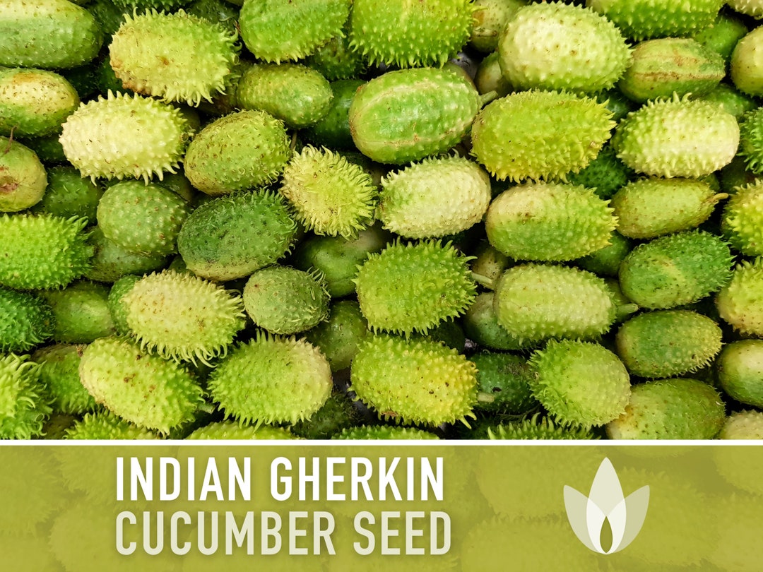 West Indian Gherkin Cucumber Seeds - Heirloom Seeds, Cucamelon ...
