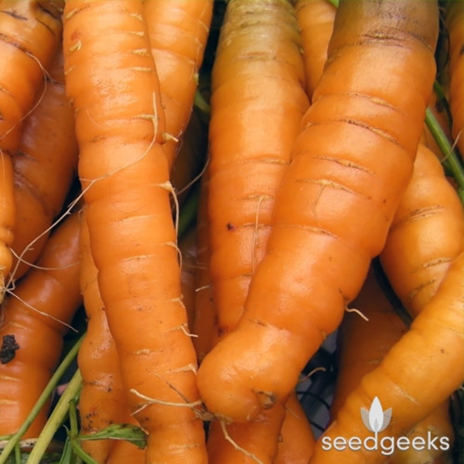 Little Finger Carrot Heirloom Seeds | Etsy