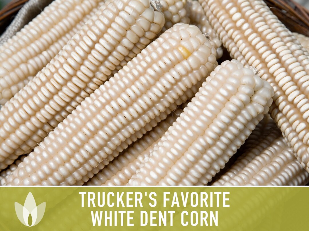 Trucker's Favorite White Dent Corn Heirloom Seeds Non - Etsy
