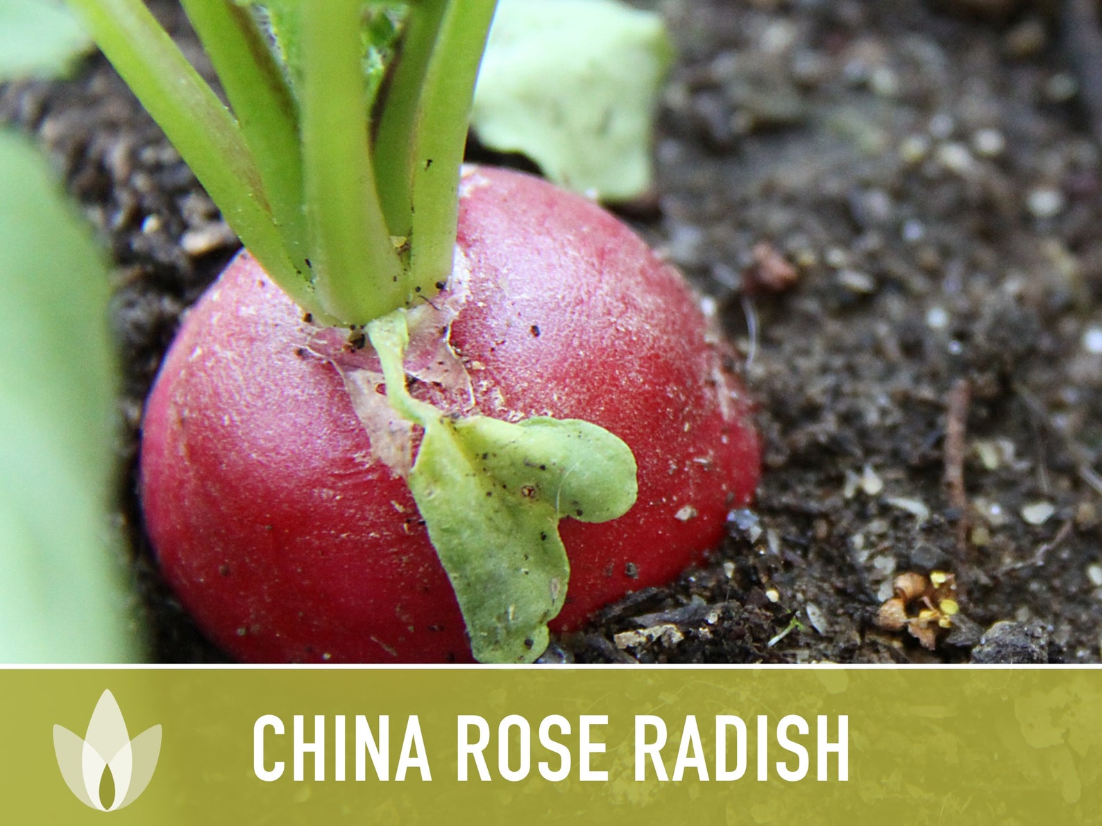 China Rose Radish Heirloom Seeds Root Vegetables, Fall Garden ...