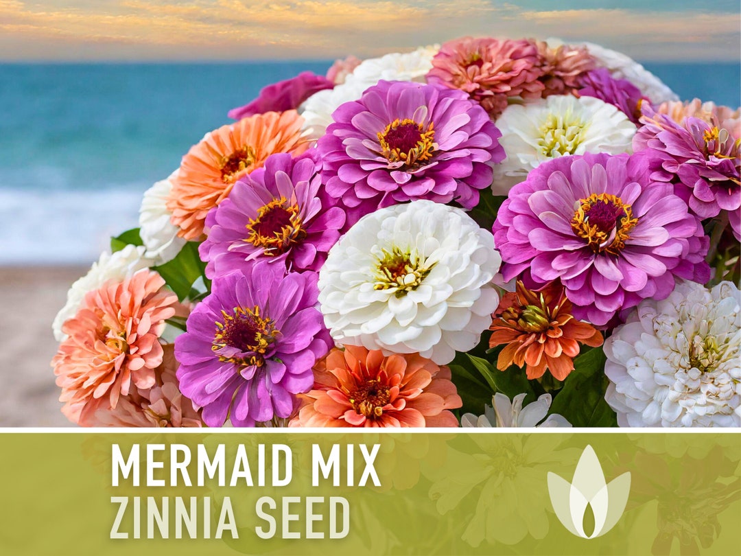 Mermaid Mix Zinnia Flower Seeds, Heirloom Tropical Blend - Etsy