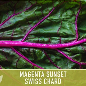 Magenta Sunset Swiss Chard Seeds - Heirloom Seeds, High Yield, Edible ...