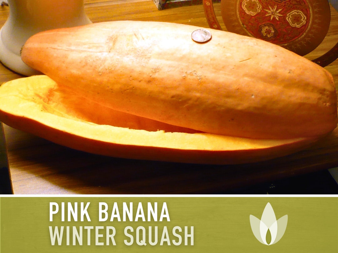 Pink Banana Winter Squash Seeds - Heirloom Seeds, Giant Butternut ...
