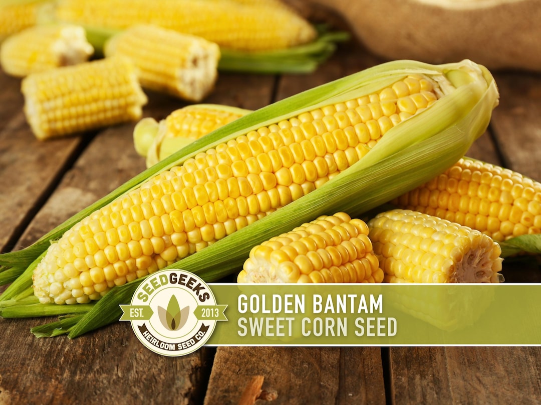 Golden Bantam Sweet Corn Seeds | 50+ Seeds, Non-gmo, Open Pollinated ...