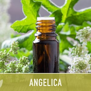 Angelica Heirloom Herb Seeds - Medicinal Herb, Culinary Herb, Holy ...