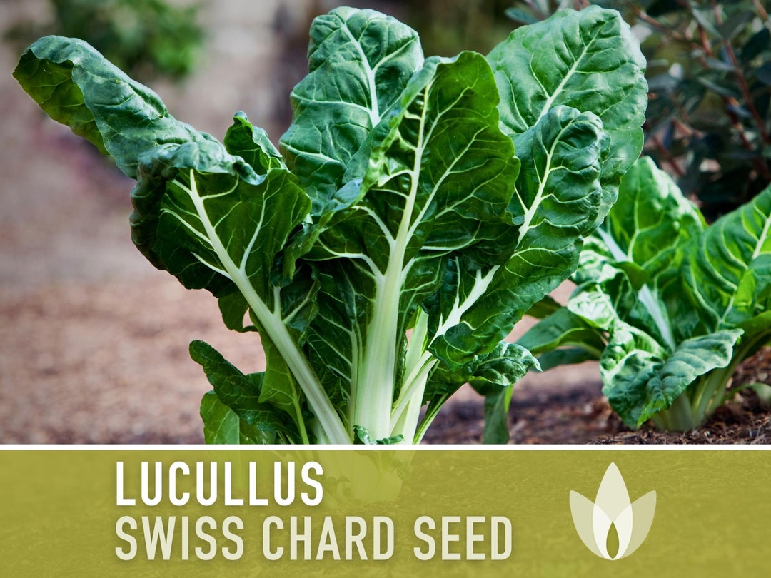 Lucullus Swiss Chard Heirloom Seeds - Summer Lettuce, Slow Bolt, Open ...