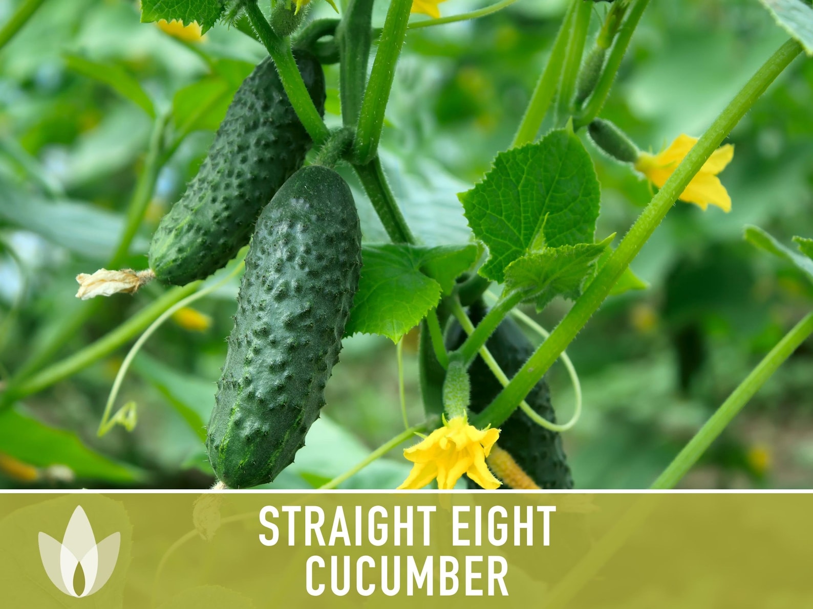 Straight Eight Cucumber Seeds - Heirloom, Vining, Pickling Cucumber ...