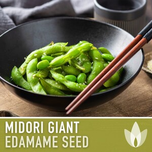 Midori Giant Edamame Seeds - Heirloom Seeds, Organic Soybean, Japanese ...