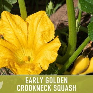 Early Golden Crookneck Summer Squash Heirloom Seeds - Prolific, Buttery ...
