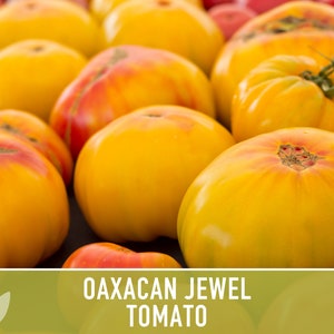 Oaxacan Jewel Tomato Seeds – Heirloom Beefsteak, Open Pollinated - Etsy