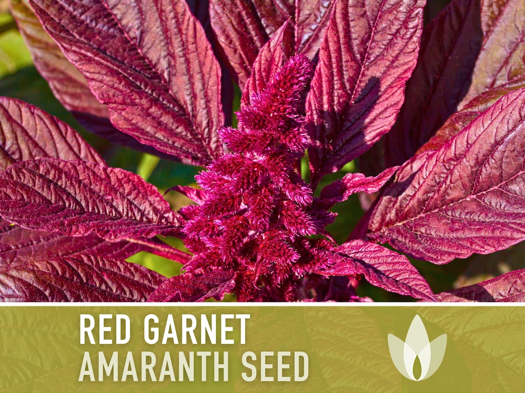 Red Garnet Amaranth Seeds Heirloom Grain, Salad Greens, Edible Flowers ...