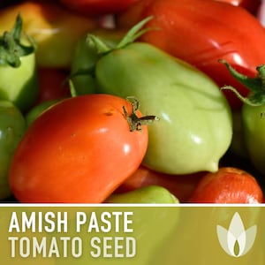 Amish Paste Tomato Seeds – Heirloom Plum Tomato for Sauces - Etsy