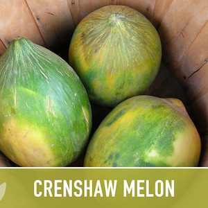 Crenshaw Melon Heirloom Seeds - Muskmelon, Sweet, Large, Organic, Non ...