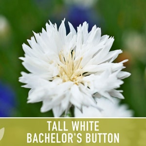 White Bachelor's Button Seeds, Heirloom Cornflower, Edible Wildflower ...