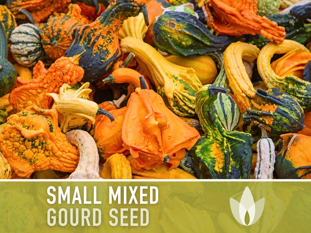 Small Mixed Gourd Seeds - Heirloom Seeds, Perennial, Desert Native ...