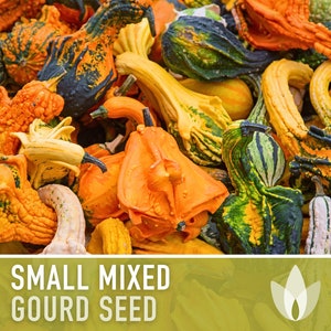 Small Mixed Gourd Seeds - Heirloom Seeds, Perennial, Desert Native ...