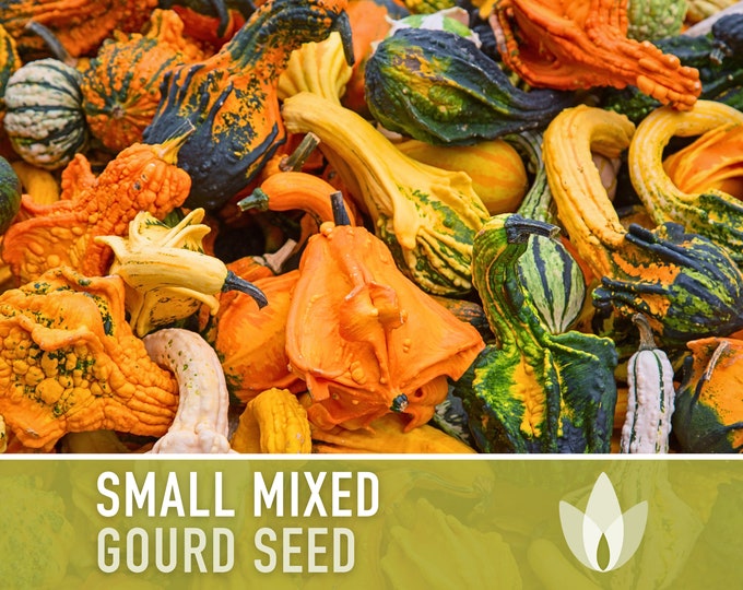 Giant Ornamental Fall Gourd Mix (giant Size Gourds) - Etsy