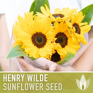 Henry Wilde Sunflower Seeds - Heirloom Seeds, Rustic Sunflower, Classic ...